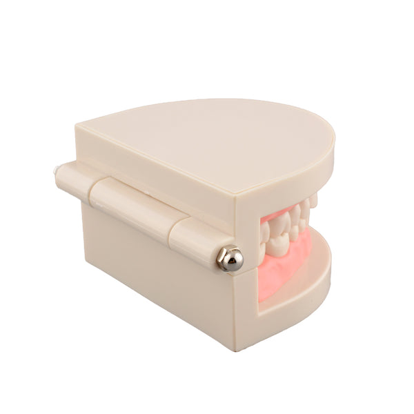 Eye Design Professional | Dental Teeth Model – EYE DESIGN PROFESSIONAL